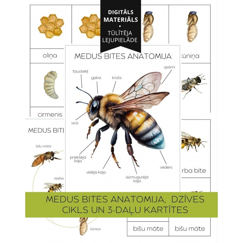 Medus Bites Dzīves Cikls, Anatomija Un 3-Daļu Kartītes - OUWAKIDS ...
