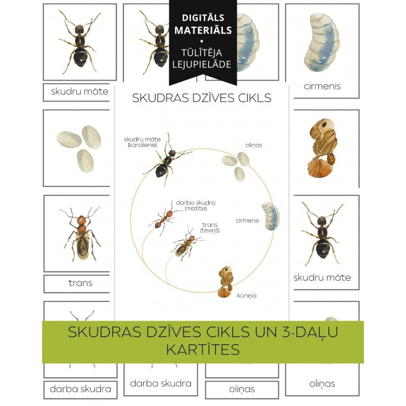Skudras Dzīves Cikls Un 3-Daļu Kartītes - OUWAKIDS - DIGITĀLIE MATERIĀLI