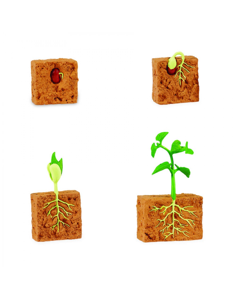 Zaļo Pupiņu Dzīves Cikls - Safari Ltd. - OWK-1006 - Attīstošas Rotaļlietas